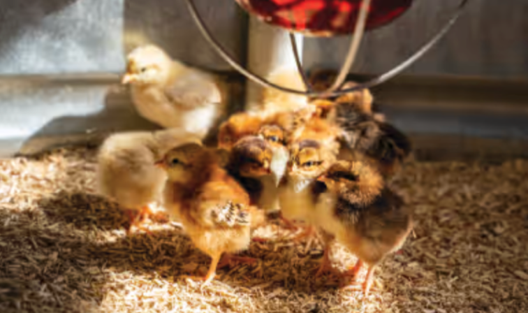 Rural King - Jasper, IN | America's Farm & Home Store